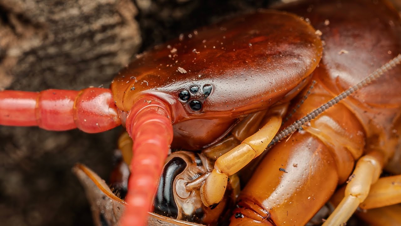 Feeding my 3 Scolopendra centipedes. Please see pinned comment. - YouTube