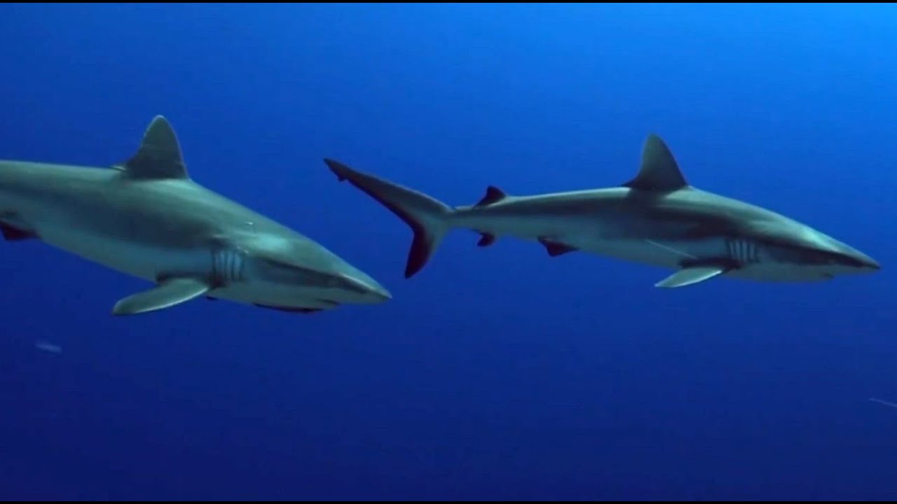 Biodiversidad acuática Colombia - YouTube