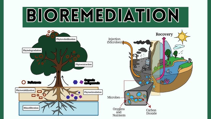 Bioremediation And Phytoremediation Recent Applications Of
