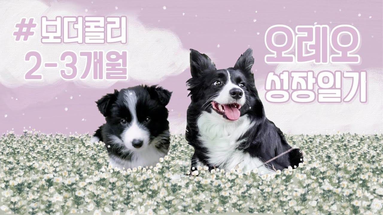 [오레오] 아기 보더콜리와 가족이 된다는 건? 보더콜리 오레오의 성장기록 (생후 2-3개월) puppy border collie ...
