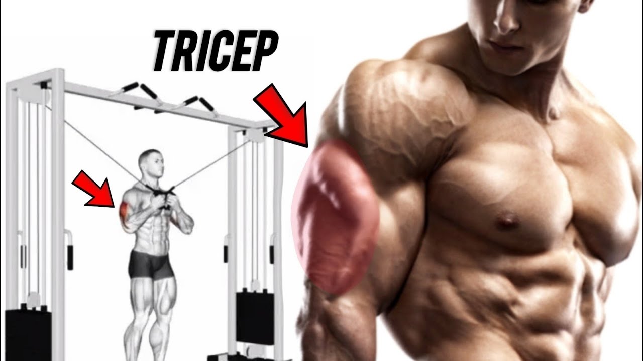 Top Best Tricep Perfect To Build Big Tricep Muscle at GYM | Big Tricep ...