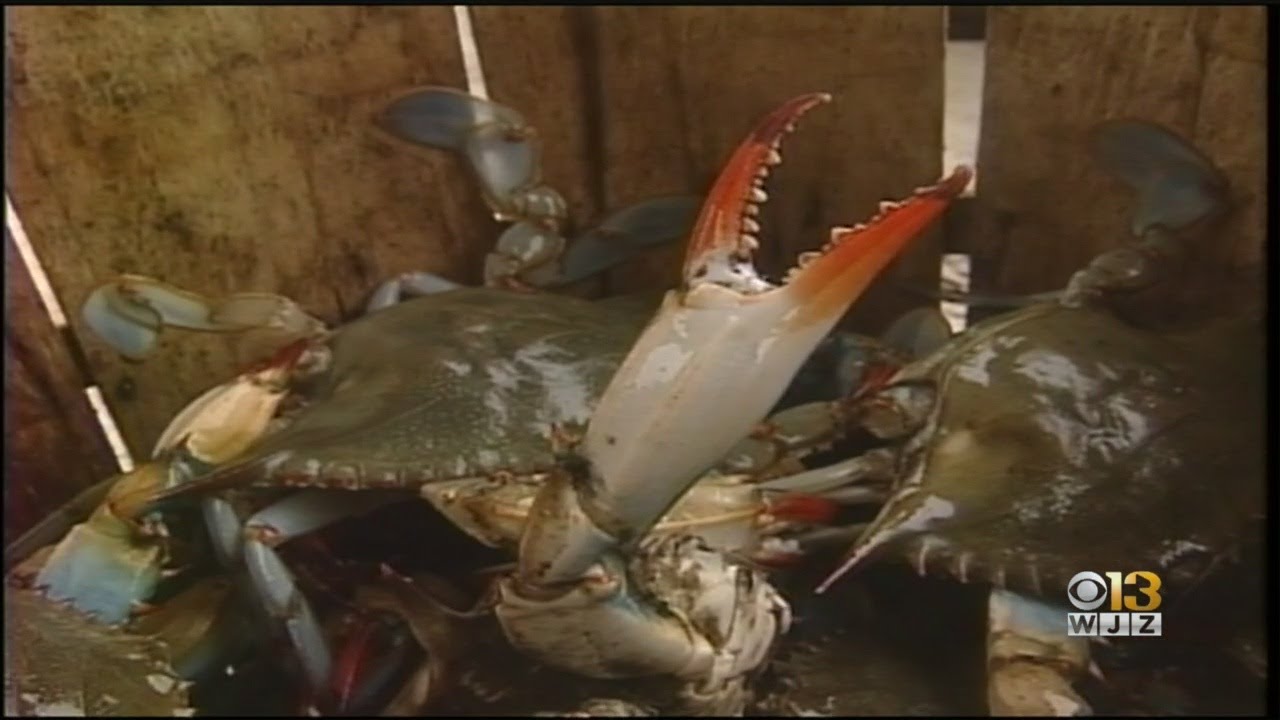 Chesapeake Bay's Blue Crab Population Increases 60 Percent, Survey ...