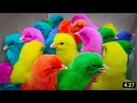 Many Coloured Chicken Baby, Coloured Chicks, Baby Chicken - YouTube
