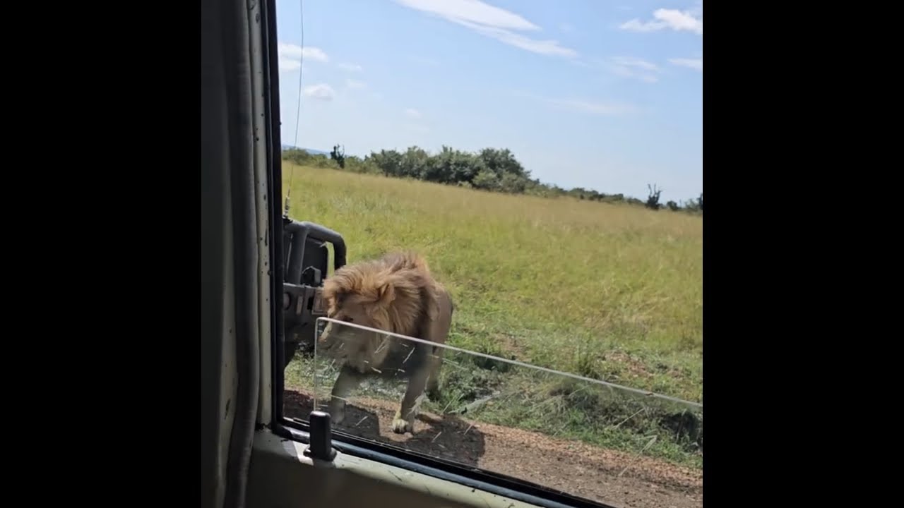 Oloimina & Oloshipa Black Rock Male Lions & Rongai Lioness | Masaimara ...