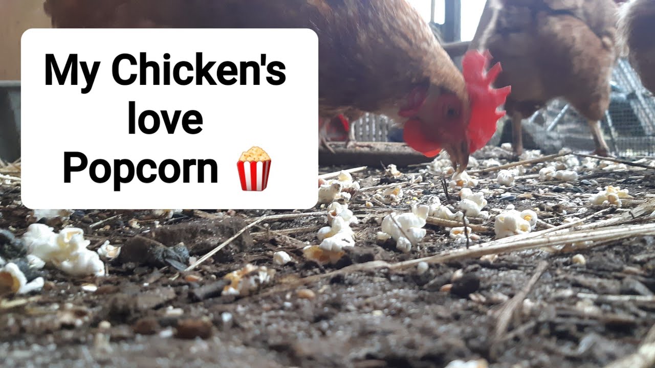 Come hang out in the Coop. Did you know Chicken's enjoy popcorn?, And ...