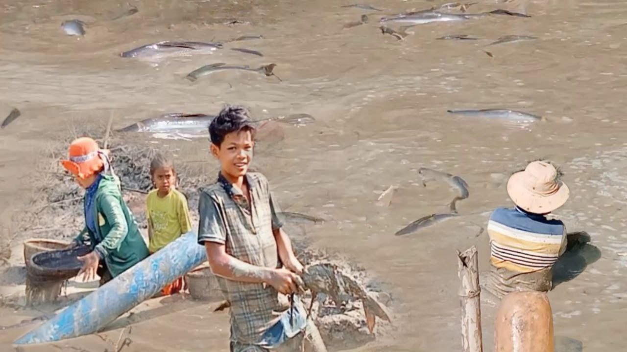 Amazing, A lots of fish and big big, in pond from Cambodian, Asian ...