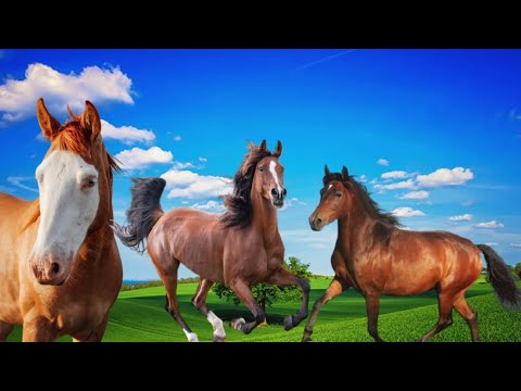 Horse Sound Effect - Horse Neighing - Farm Animal Sound [Cattle Animals ...