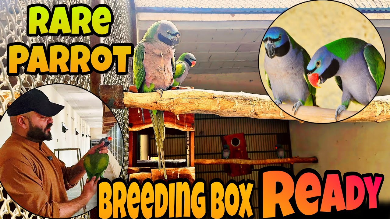 Derbyan Parrot Breeding Box Installed | Pair Ready to Breed - YouTube
