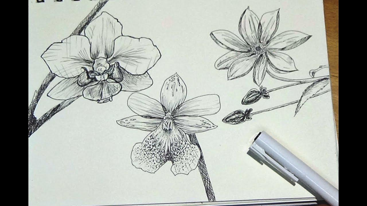 pen and ink flowers speed drawing - YouTube