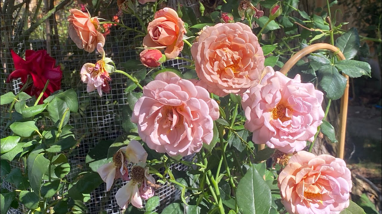 Rose garden in September # last flush of roses 2024 #David Austin roses ...