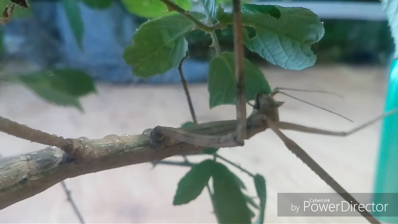 Séquence d'un phasmes qui mange 🌿🌿🍂 - YouTube