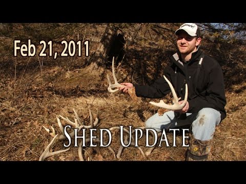 Midwest Whitetail | European Mounts - Hoyt CRX Setup Review - YouTube