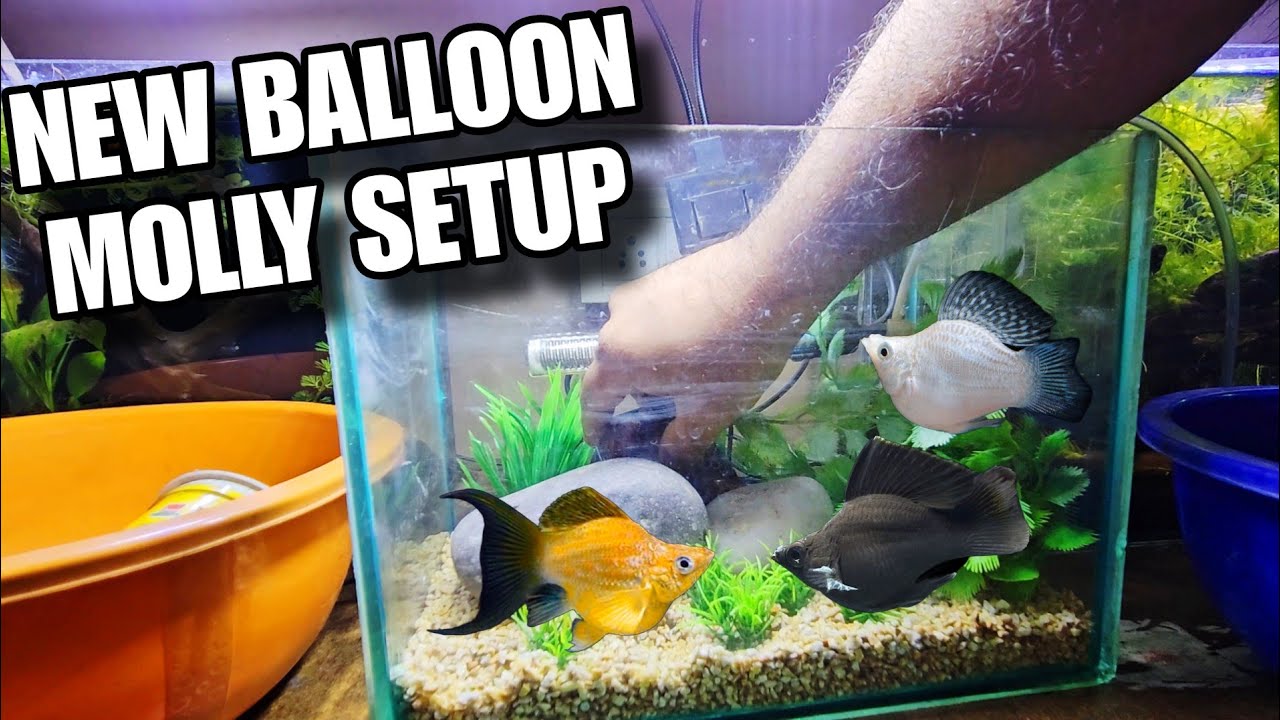 New Setup For Balloon Molly Fish | Beginners Best Setup - YouTube