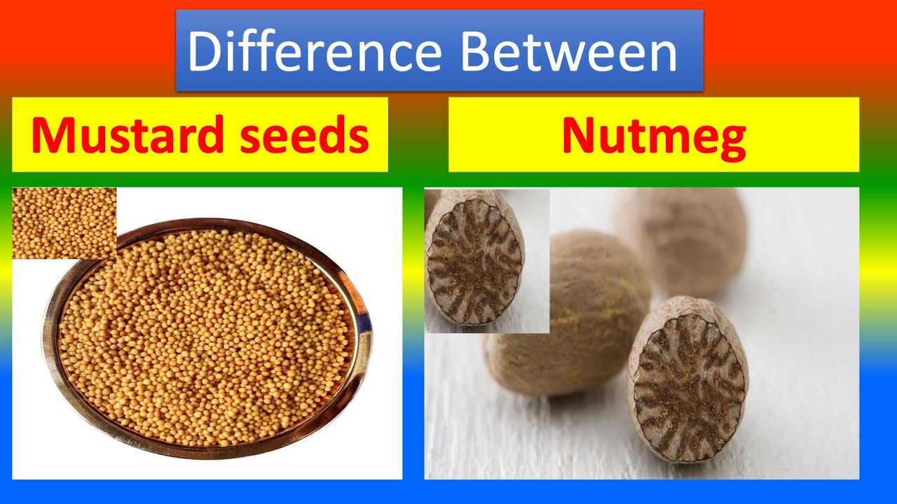 Differences Between Medical And Health Benefits Of Mustard seed and ...
