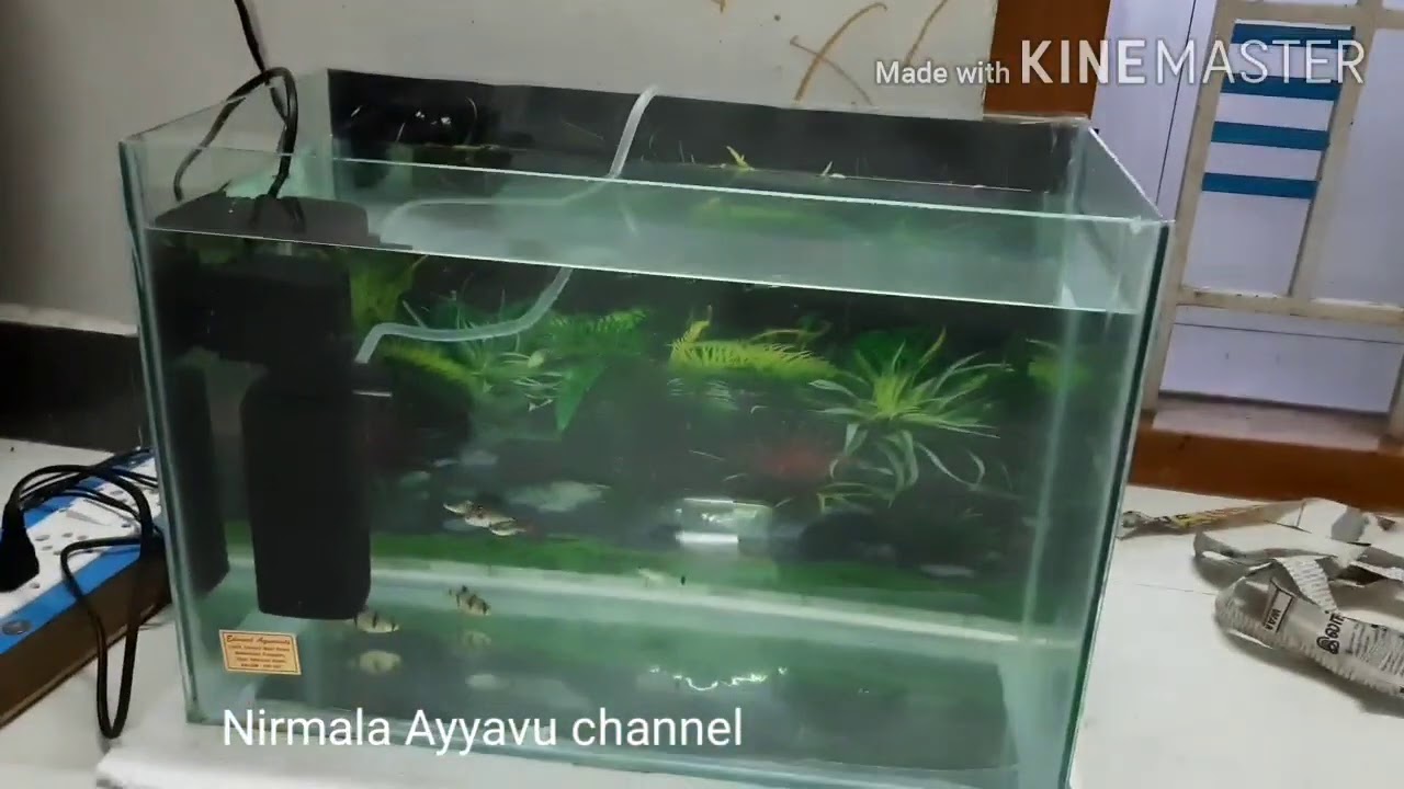 Fish food intake video ! - YouTube