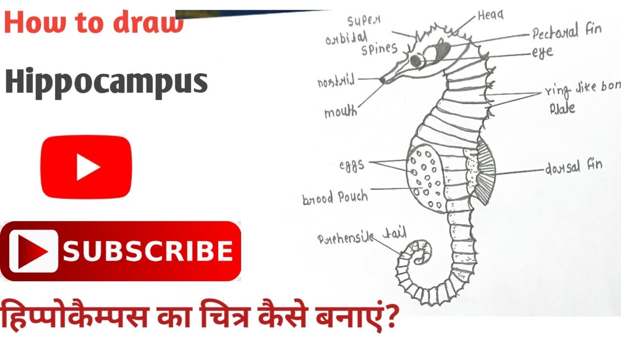 How to draw Hippocampus Diagram (SEA HORSE) || Phylum- Chordata || 2023 || #hippocampus # ...