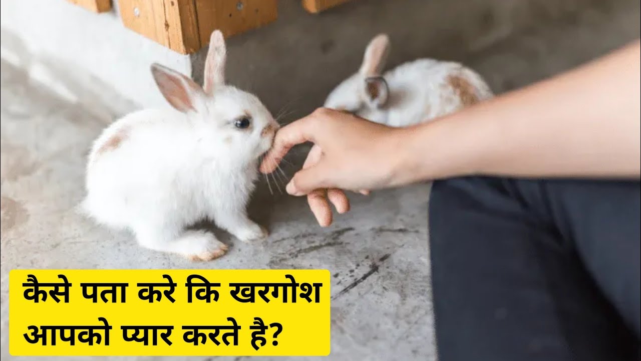 10 Signs Your Rabbit Loves You in Hindi - YouTube