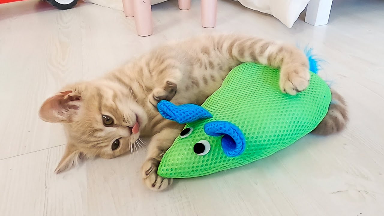 How Kitten Mottie Spends the Weekend - YouTube