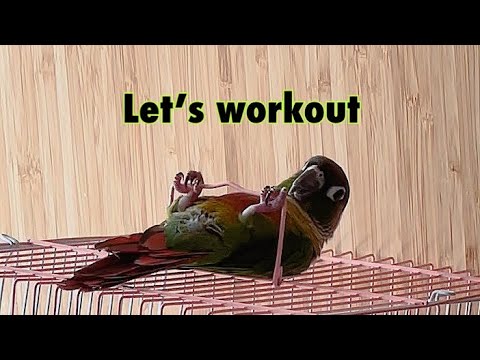 Smart bird working out ! - YouTube