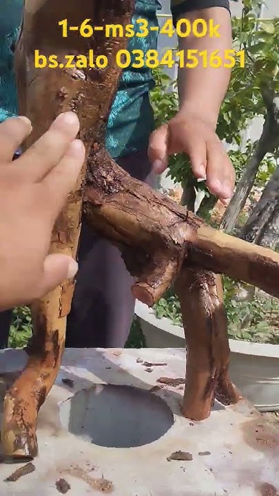 mai rừng búp đỏ. Mai rừng bình thuận - YouTube