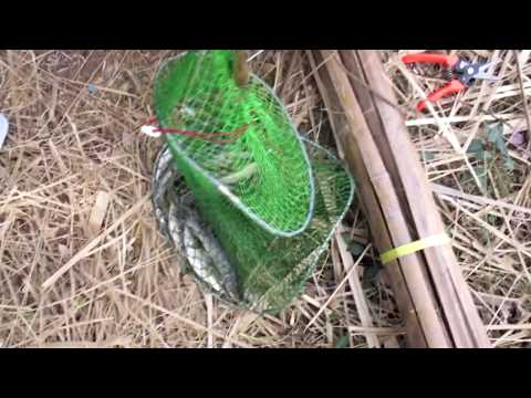 How to fishing in the river without Bait or how to fishing in Cambodia?