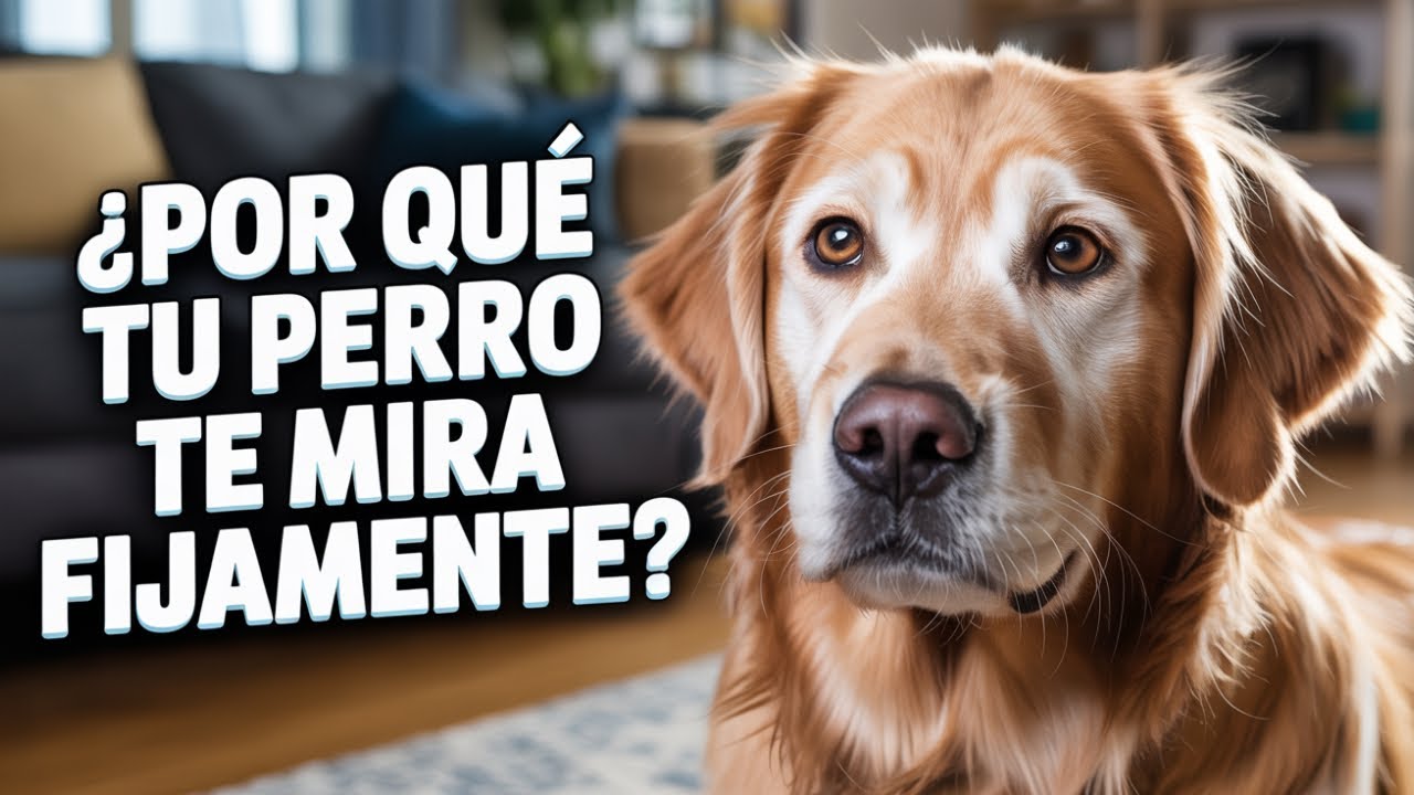 👀 ¿Por Qué Tu PERRO Te MIRA FIJAMENTE? 🐶 No Es Lo Que Crees… - YouTube