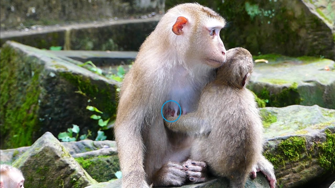 Incredible video!.. Luna allow Rainbow grab milk of her baby Lucy, Lucy ...