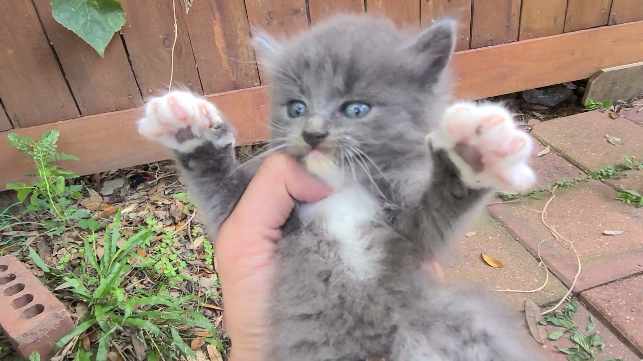 Russian blue Kittens - YouTube