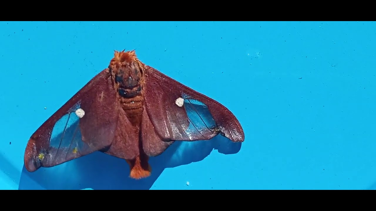 DEFORMED MOTH IS ACTUALLY A ORANGE TIPPED OAKWOOD MOTH - YouTube