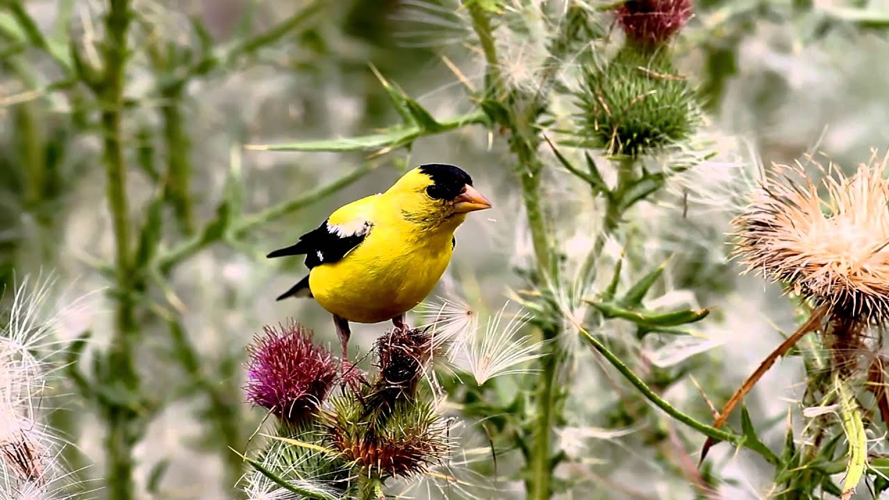 American Finches and Thistle - YouTube