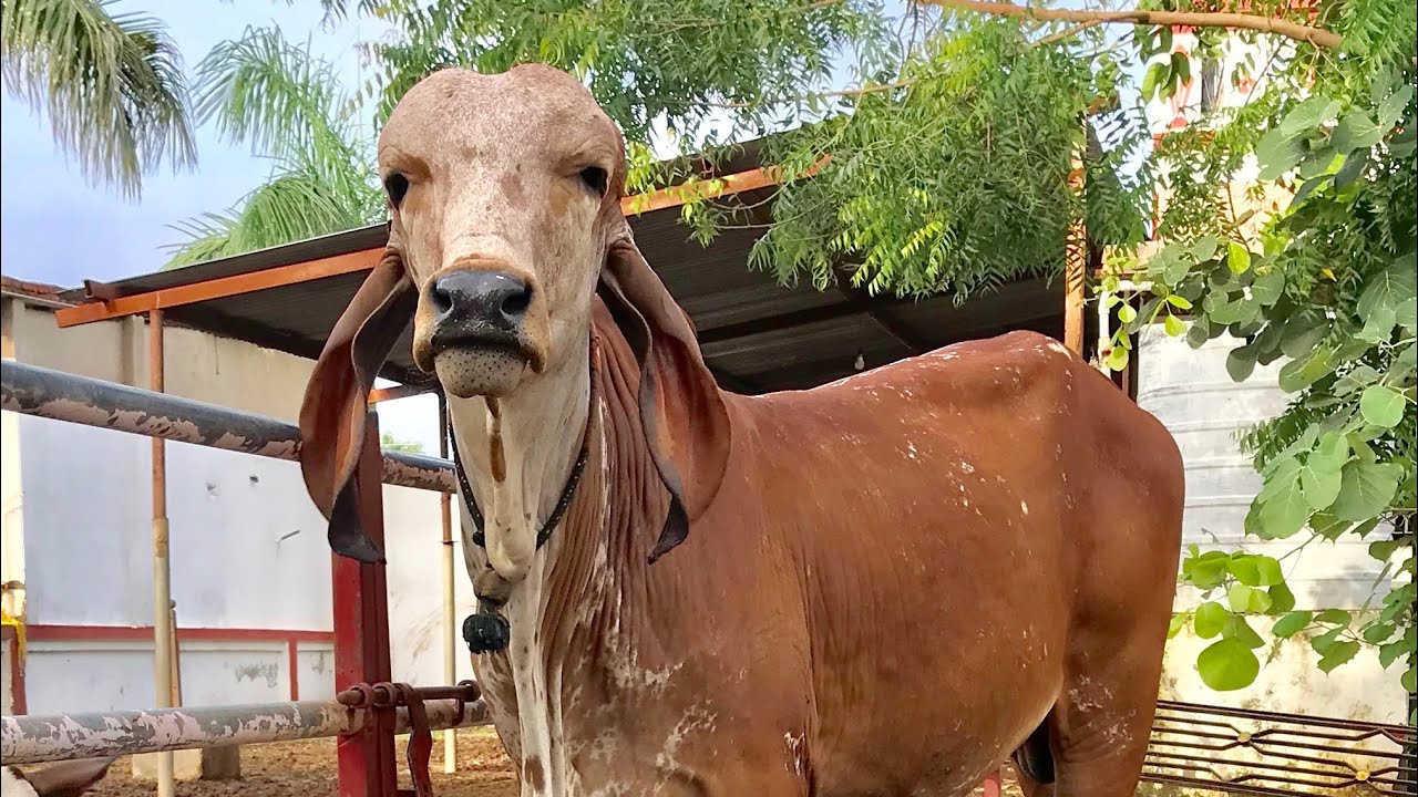 GIR COW’S YOUNG GIR BULL #gir #gircow #girbull #cow #desicow #girfarm # ...