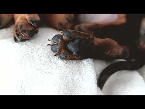 6 week old dapple dachshund puppy calmly sleeping showing her cute paw