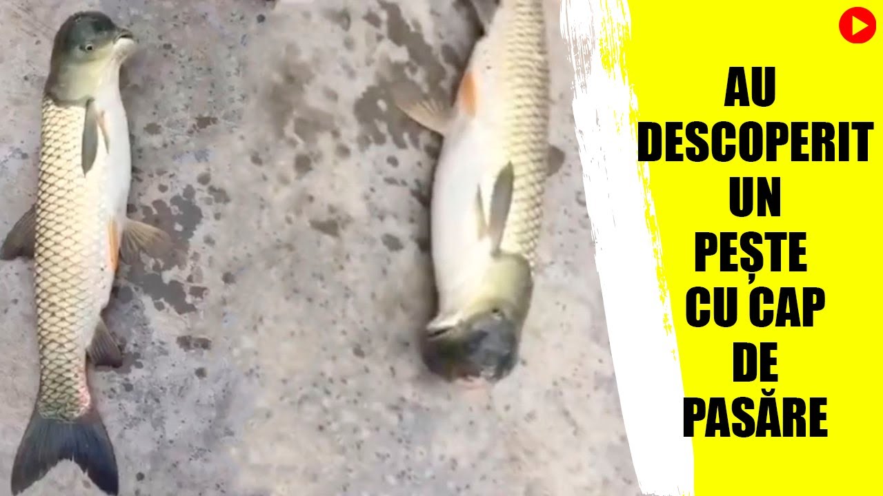 Au descoperit un peste cu cap de pasare - YouTube