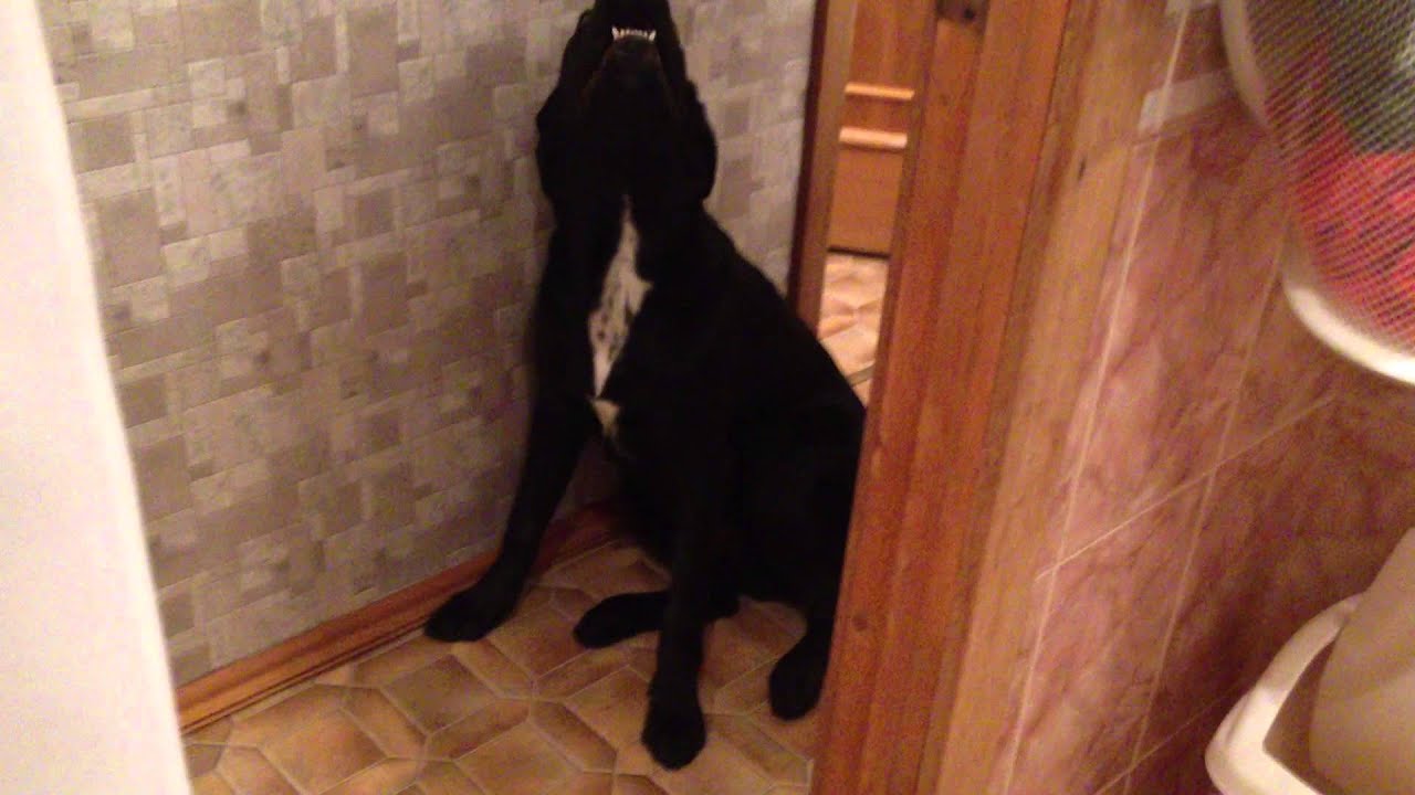 Backpack sneeze - YouTube