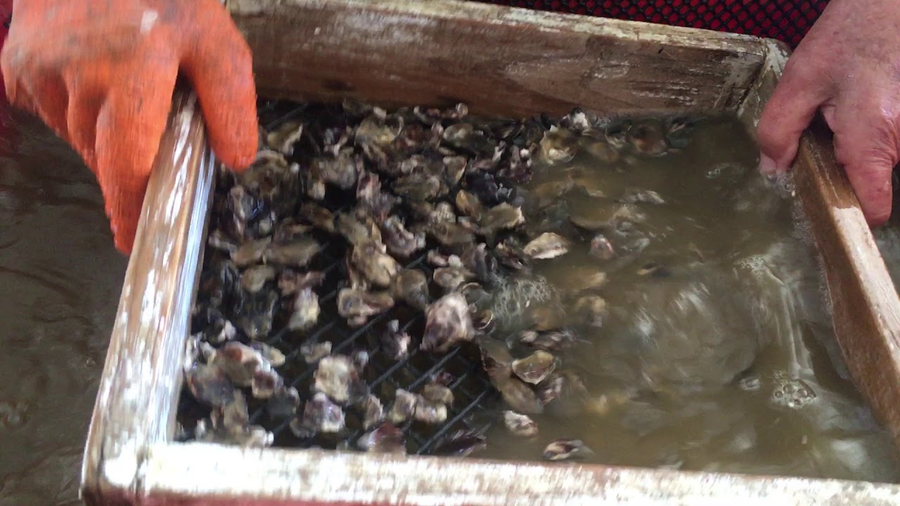 Sorting Oysters - YouTube