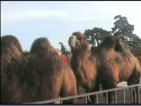 CIRQUE PINDER visite du zoo le 11 janvier 2009 PART 1 - YouTube