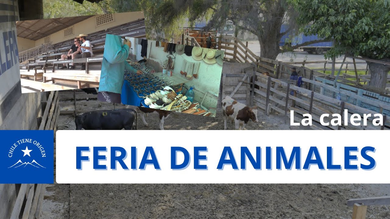 LA VERDAD!! - Feria de ANIMALES - YouTube