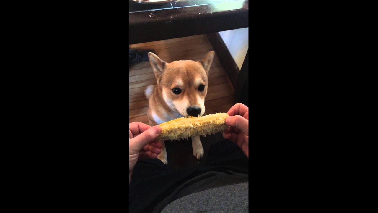 Shiba Inu eating corn - YouTube
