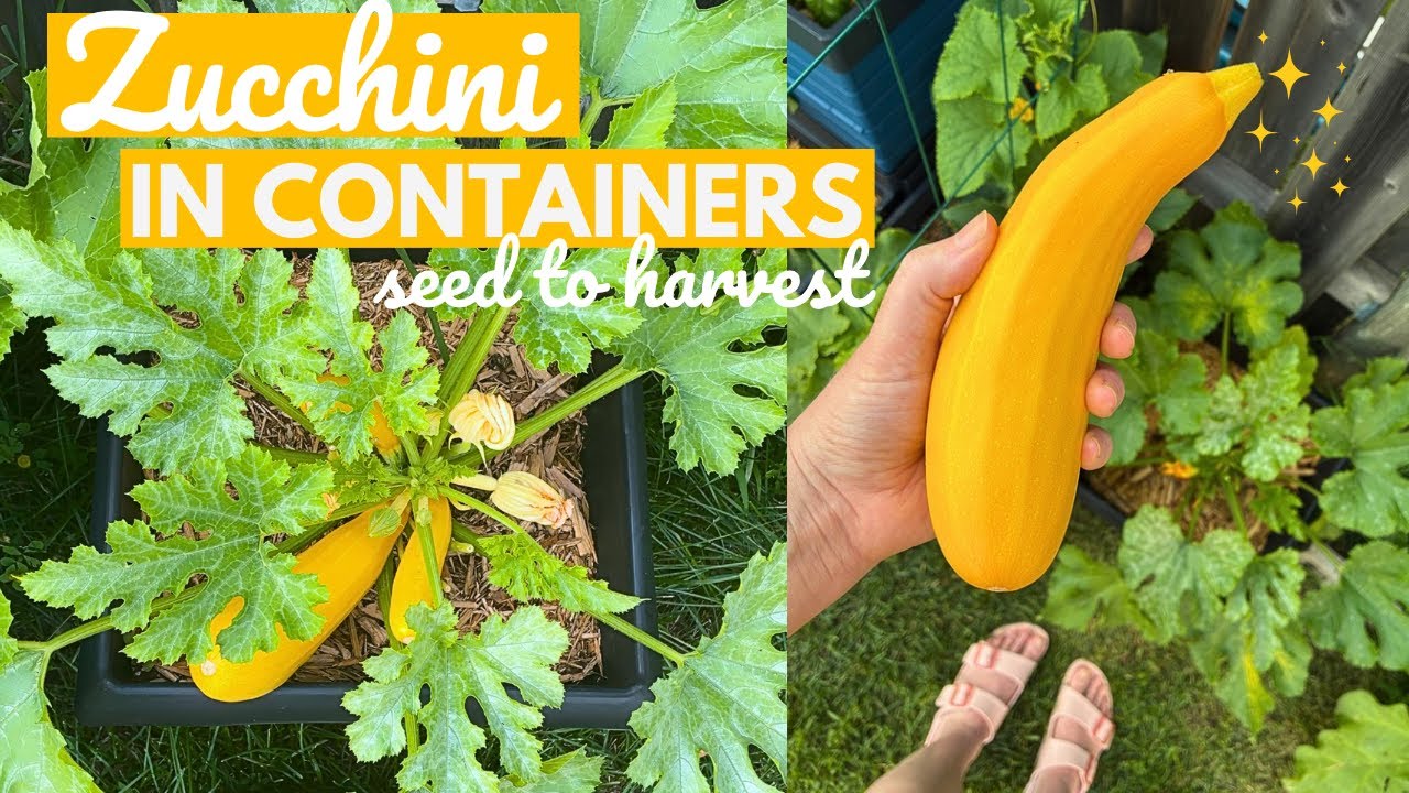 How to Grow Zucchini in Containers | Pot Size, Growing Needs, and More ...