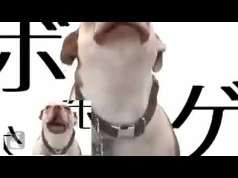 Mr hav hav hav game of tronse