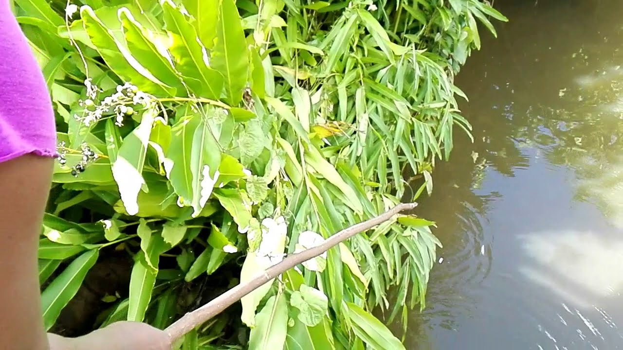 COUNTRY WOMEN CATCHING FISH AT BRAES RIVER ST.ELIZABETH JAMAICA ...