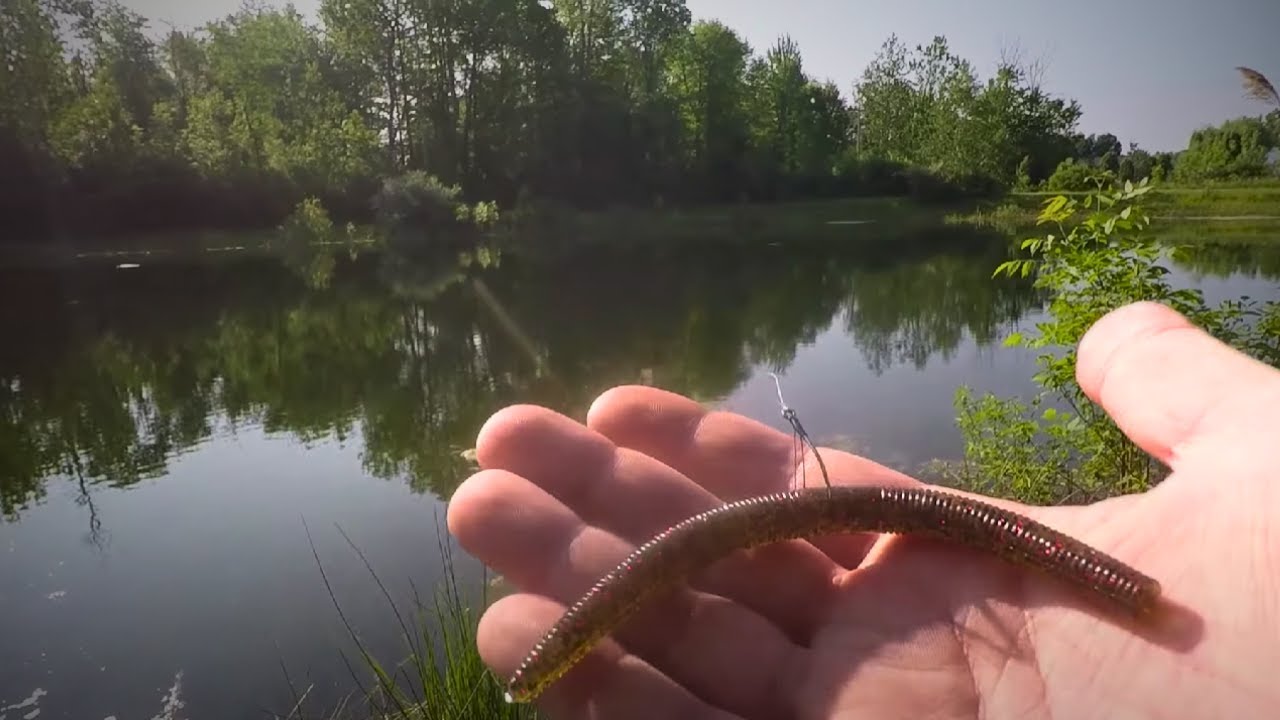 Wacky Rig Pond Bass Fishing - Early Morning Action - YouTube