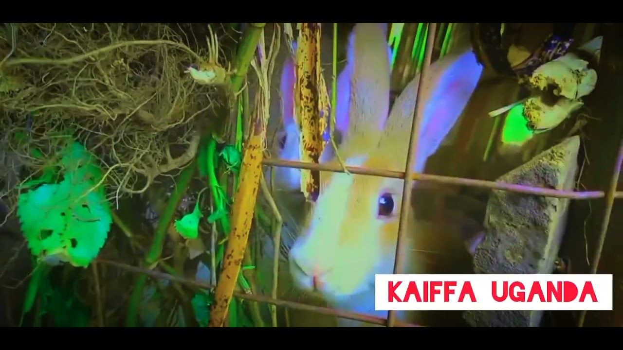 integrated fish farming in uganda East Africa - YouTube