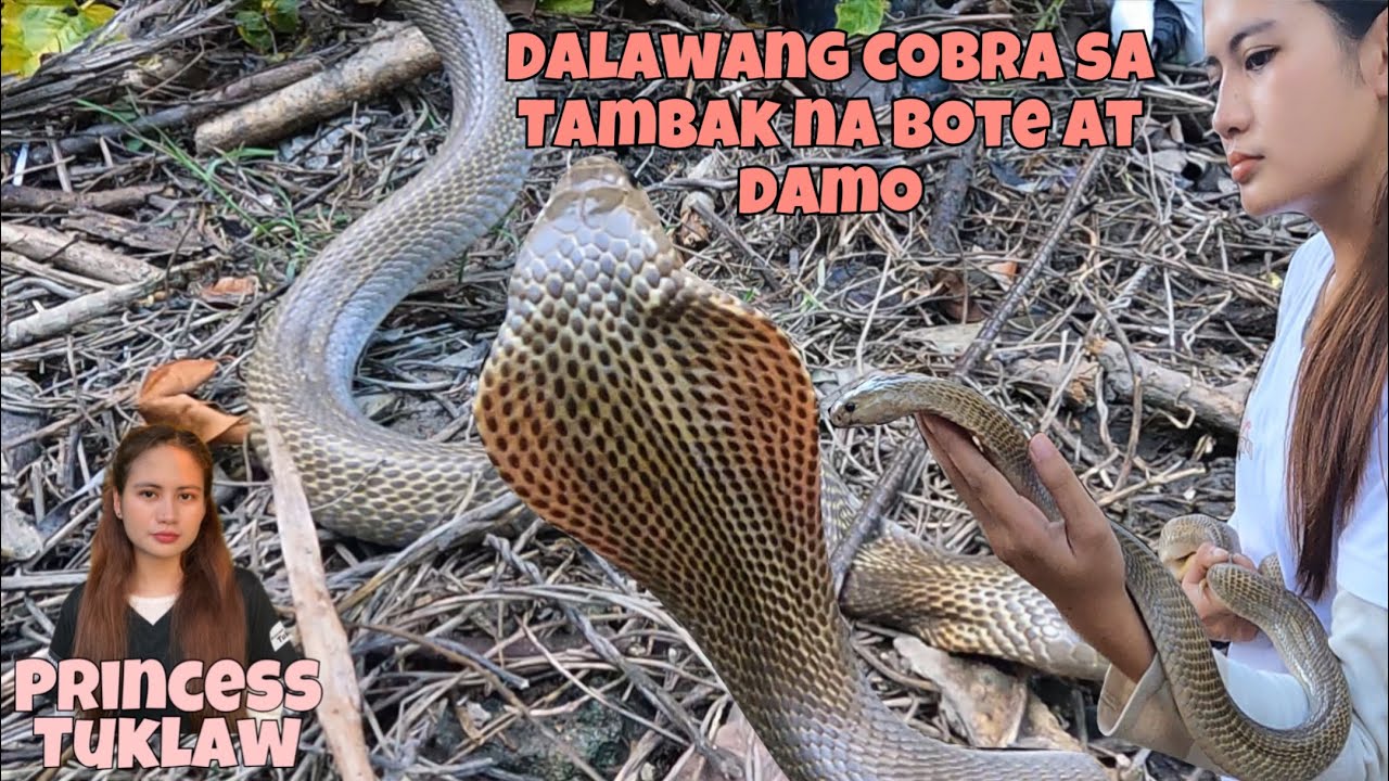 Ang dalawang cobra sa tambak na bote at damo pinahuli kina Princess ...