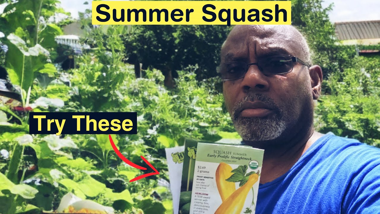 2 Types of Squash and Zucchini to Grow for a Late Summer Harvest - YouTube