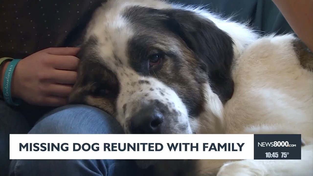 Missing Dog Reunited with Family - YouTube