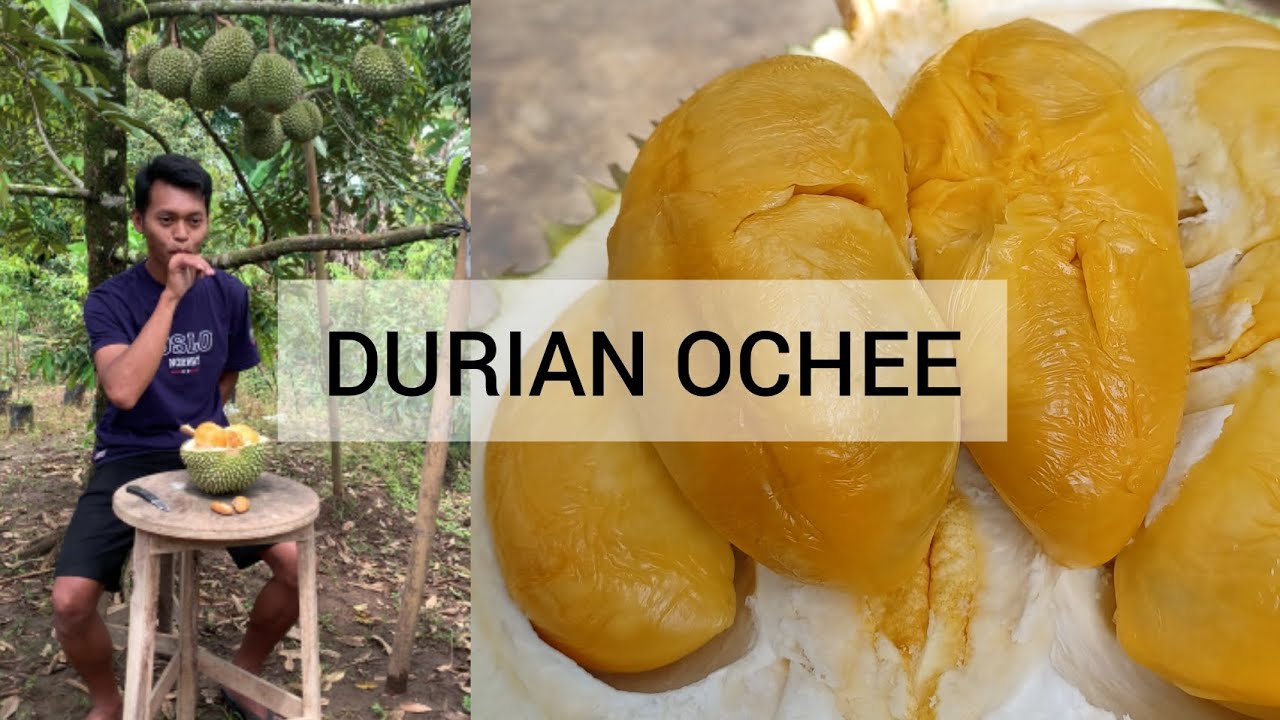 Buseet Durian Ochee Luar Biasa - YouTube