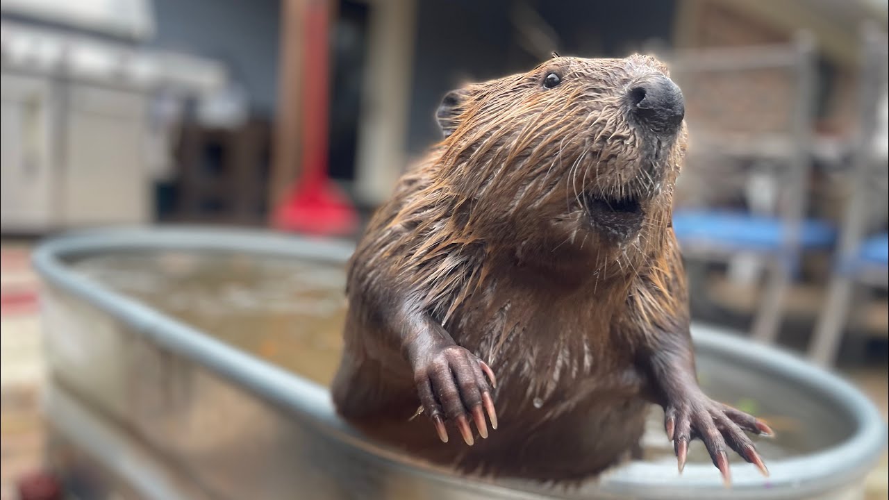 Rescue beaver keeping the pool tidy - YouTube