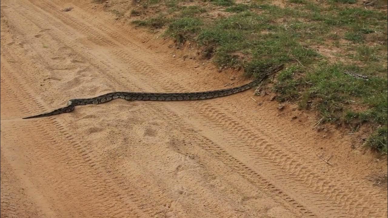 Indian rock python - YouTube