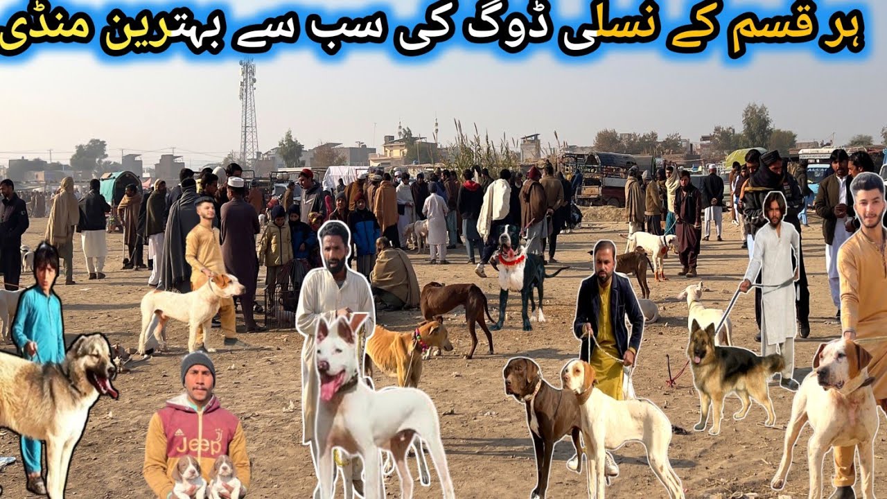 Kohat Biggest Dog Mandi- GULTAIR BULLY GERMAN SHEPHERD Dogs December 14 ...